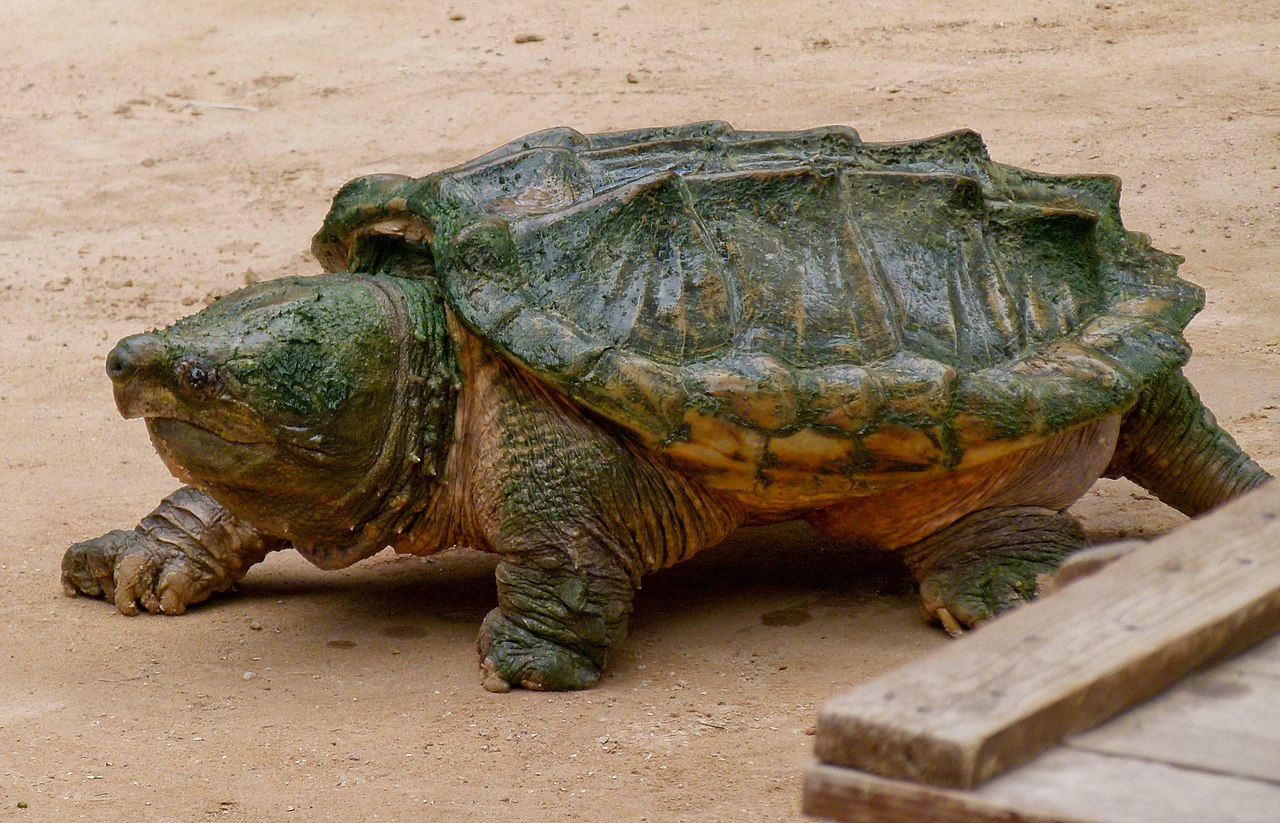 Savage Turtle Use The Python Turtle To Write Svg Files